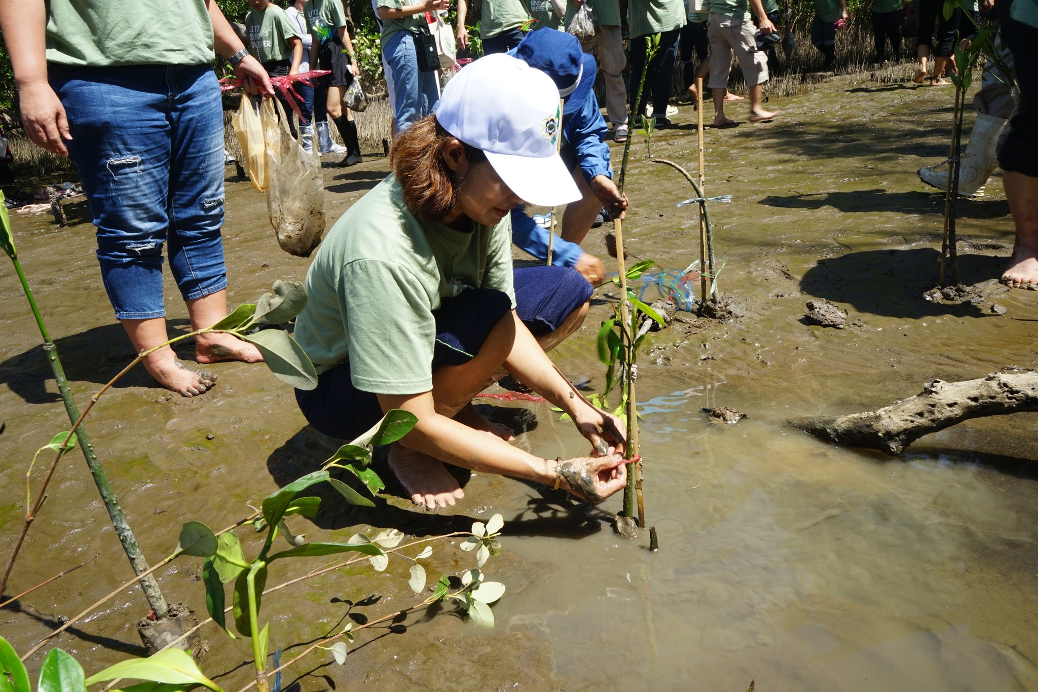 ADB participates in the mangrove planting project Led by Bangpoo ...